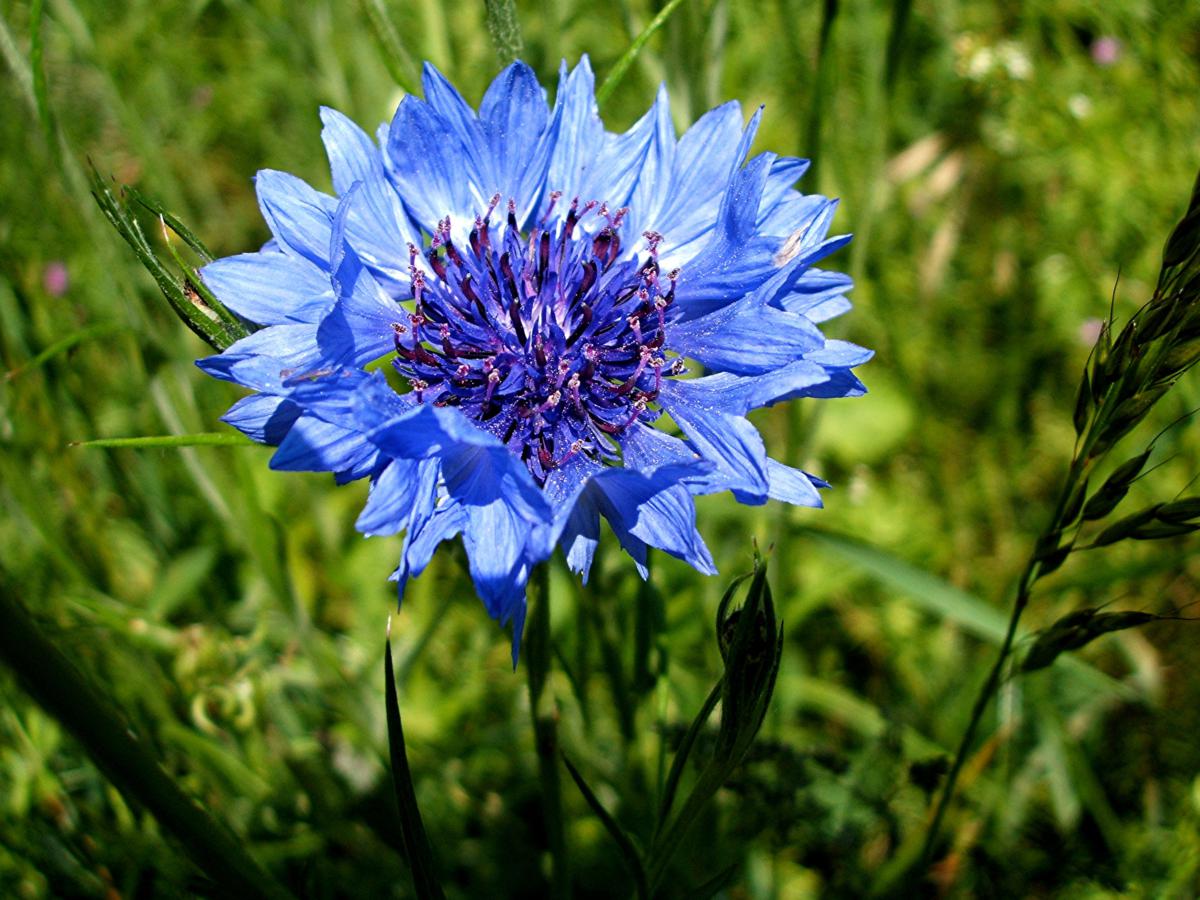 Floarea paiului – Albăstrele (Centaurea cyanus) | Greenly Magazine