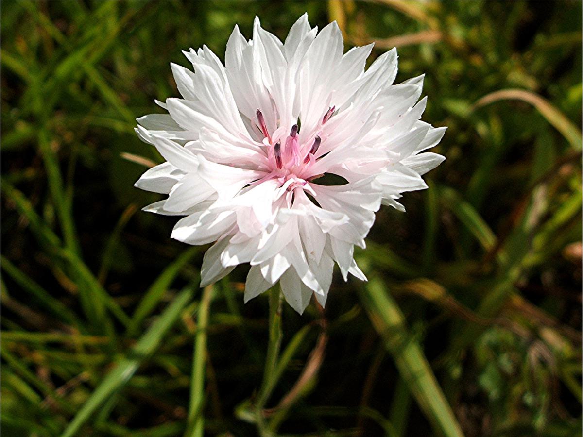 Floarea paiului – Albăstrele (Centaurea cyanus) | Greenly Magazine